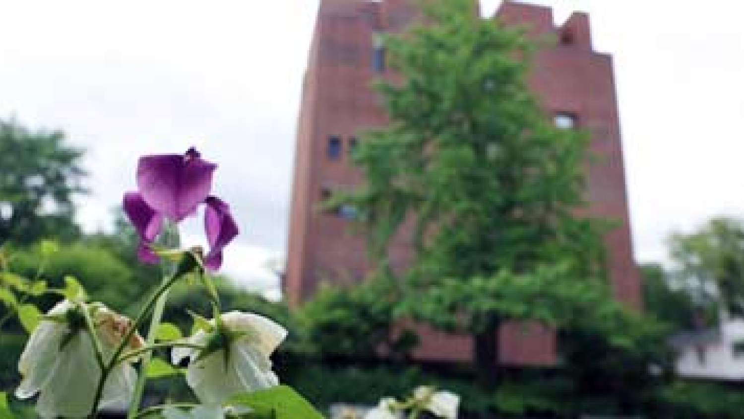 Format for 100 | Harvard Graduate School of Education