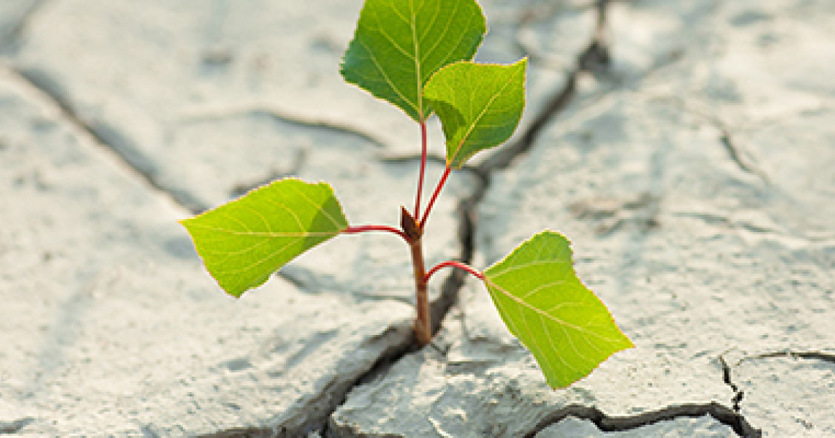 Coping with Community Crisis | Harvard Graduate School of Education