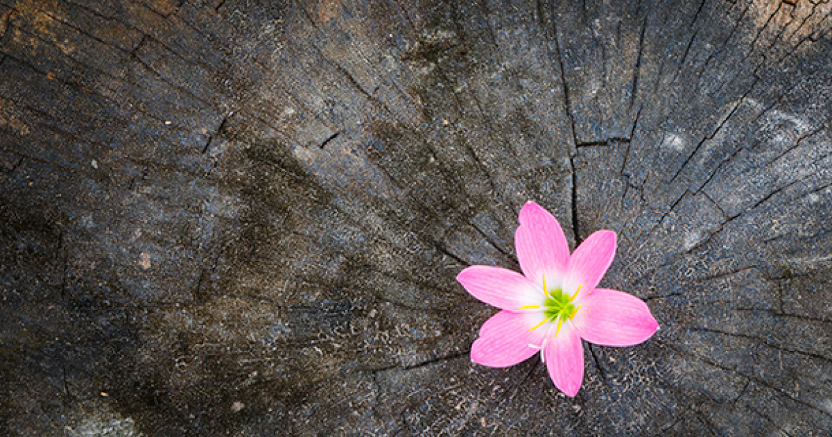 A Lesson in Mentoring | Harvard Graduate School of Education